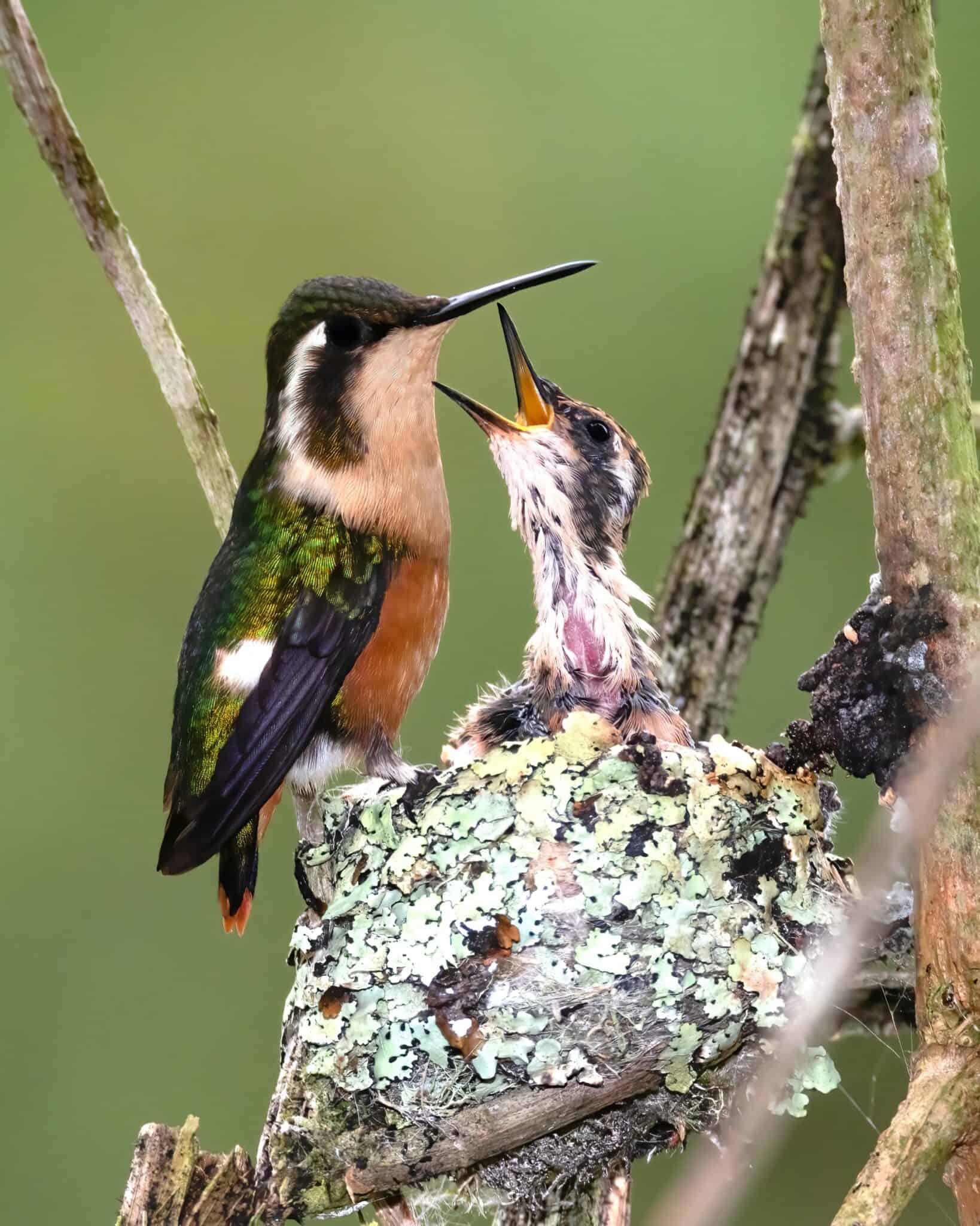 10 Smallest Birds in the World (Ranked by Size) - Bird Helpful