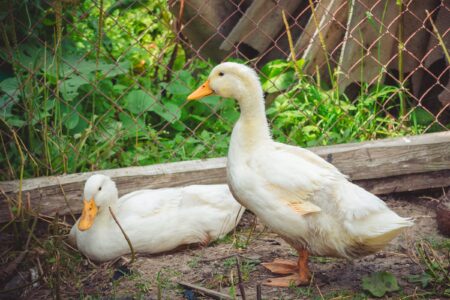 Pekin Duck: Breed Information, Pictures & Facts - Bird Helpful