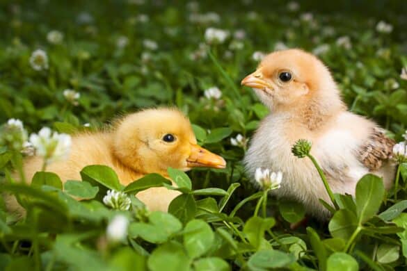 Caring for Baby Ducks: 14 Things You Need to Know