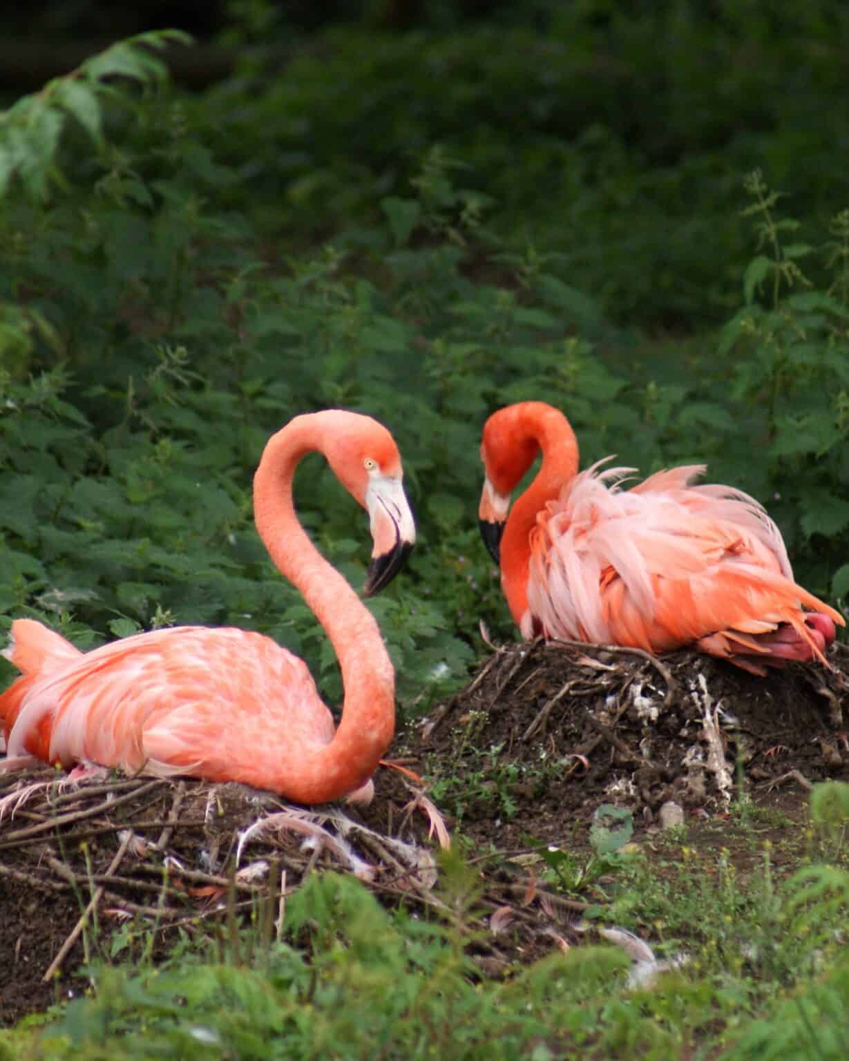 15 Birds That Build Mud Nests - Bird Helpful