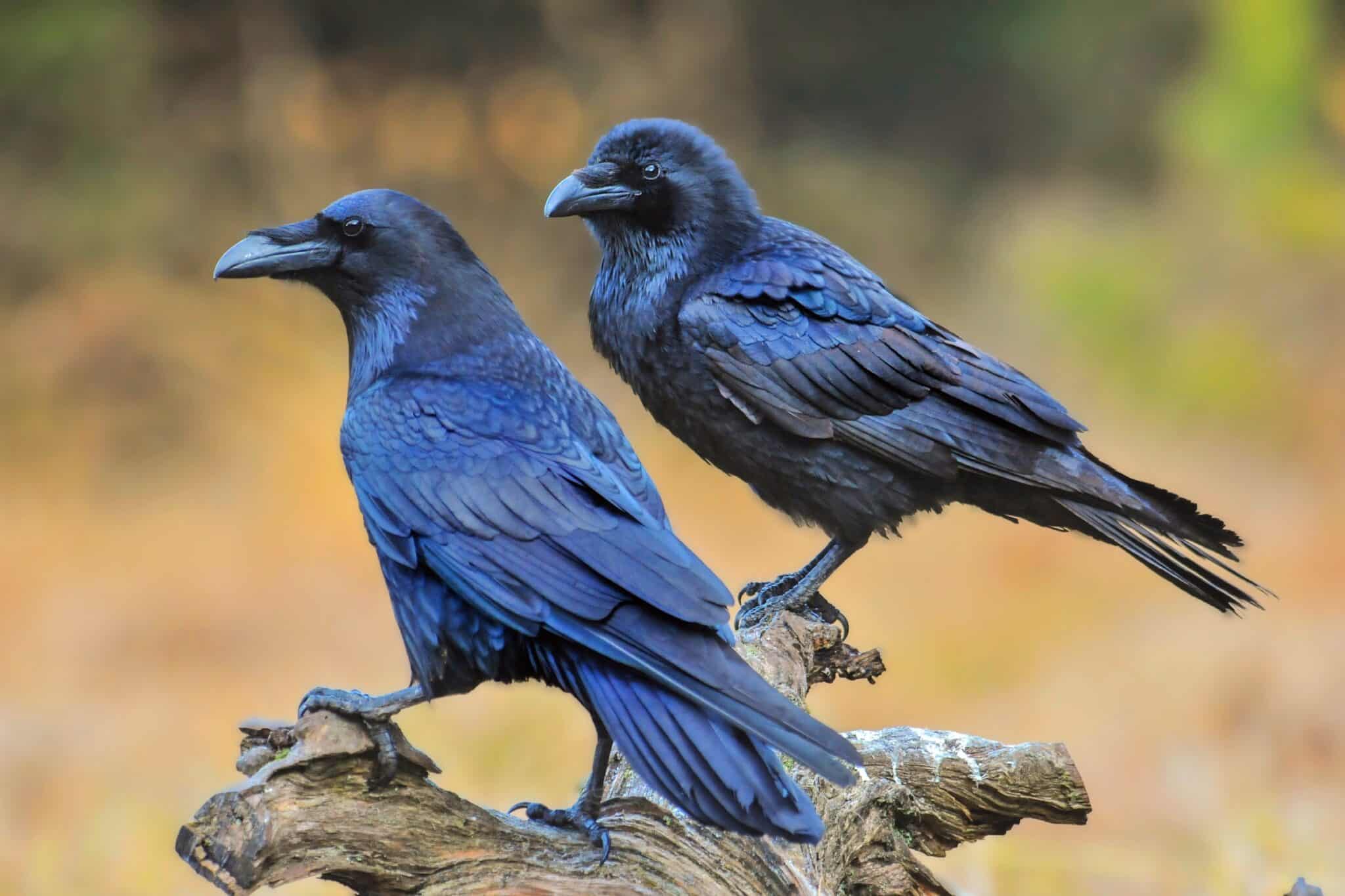 Crows and Ravens as Pets: Do They Make Good Pets?