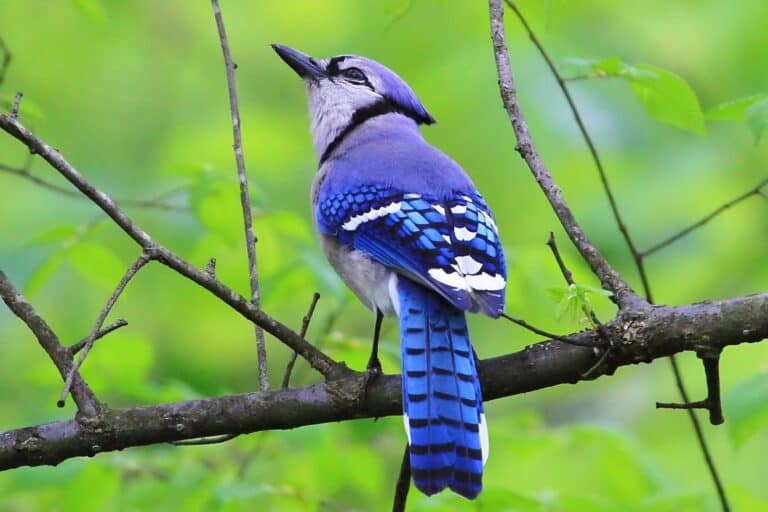 41 Types of Blue Birds (With Pictures & ID Guide)