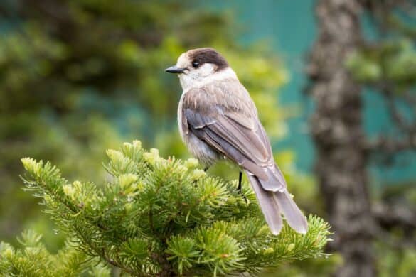 16 Birds With Long Tails (Long-Tailed Birds)