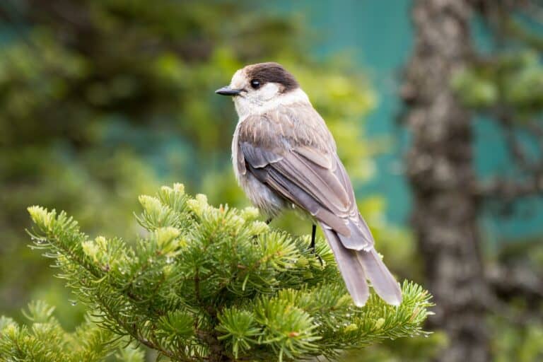 24 Types of Gray Birds (With Pictures & ID Guide)