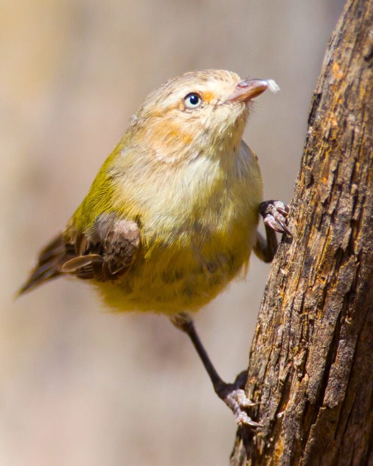 10 Smallest Birds in the World (Ranked by Size) - Bird Helpful