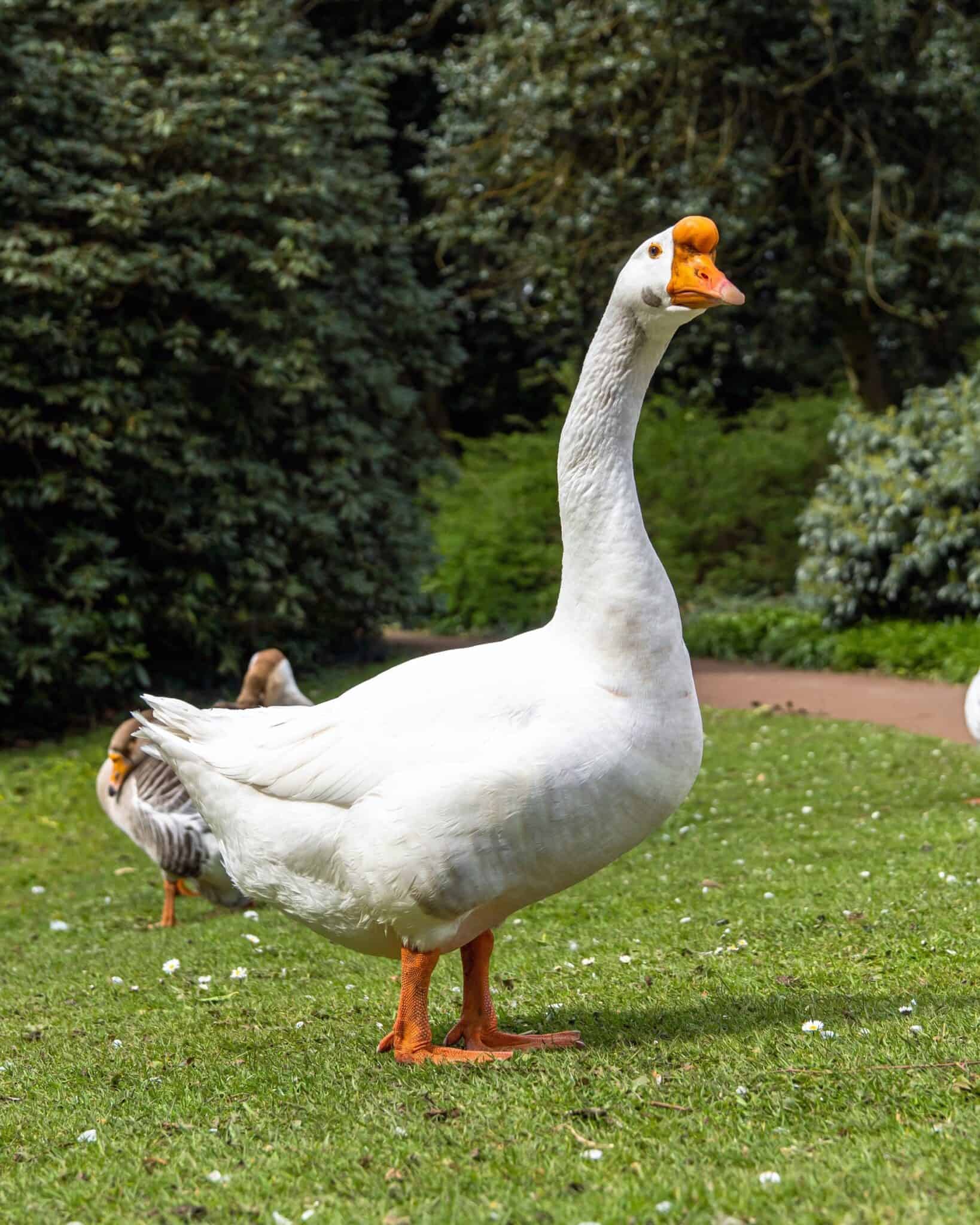 13 White Geese Breeds (With Pictures) - Bird Helpful