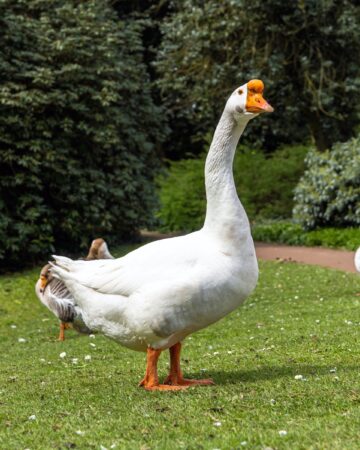 13 White Geese Breeds (With Pictures) - Bird Helpful
