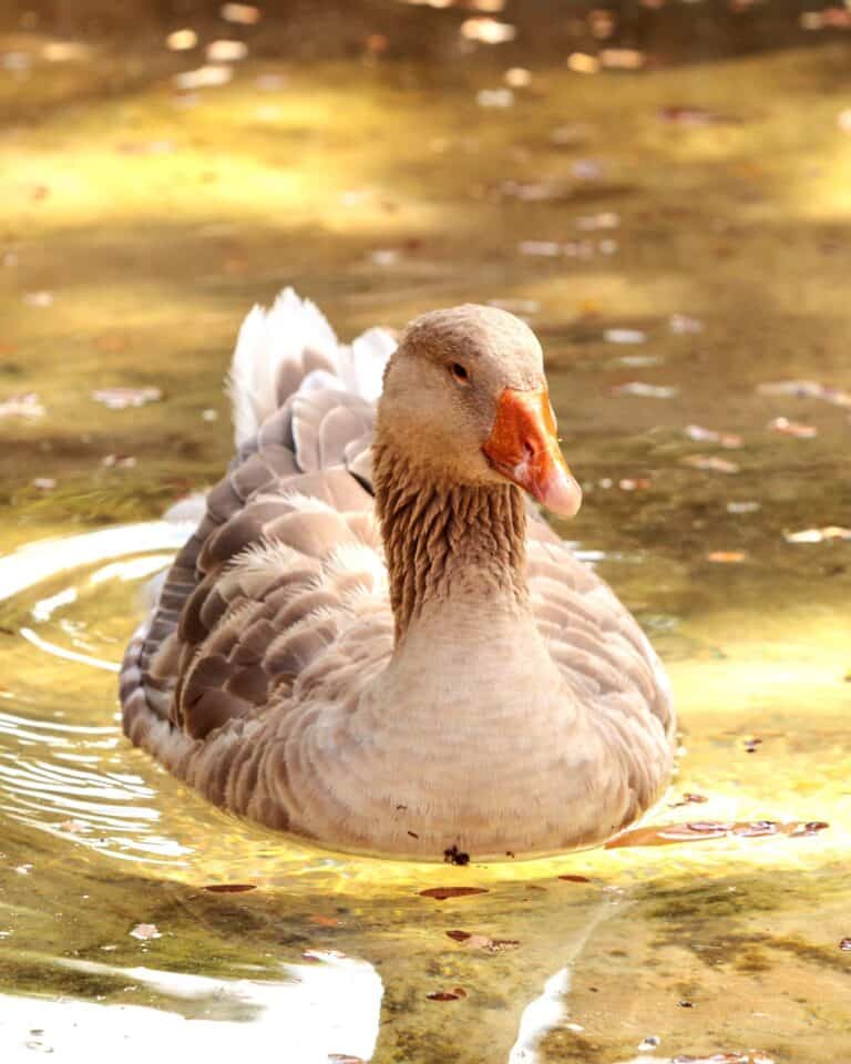 13 White Geese Breeds (With Pictures) - Bird Helpful