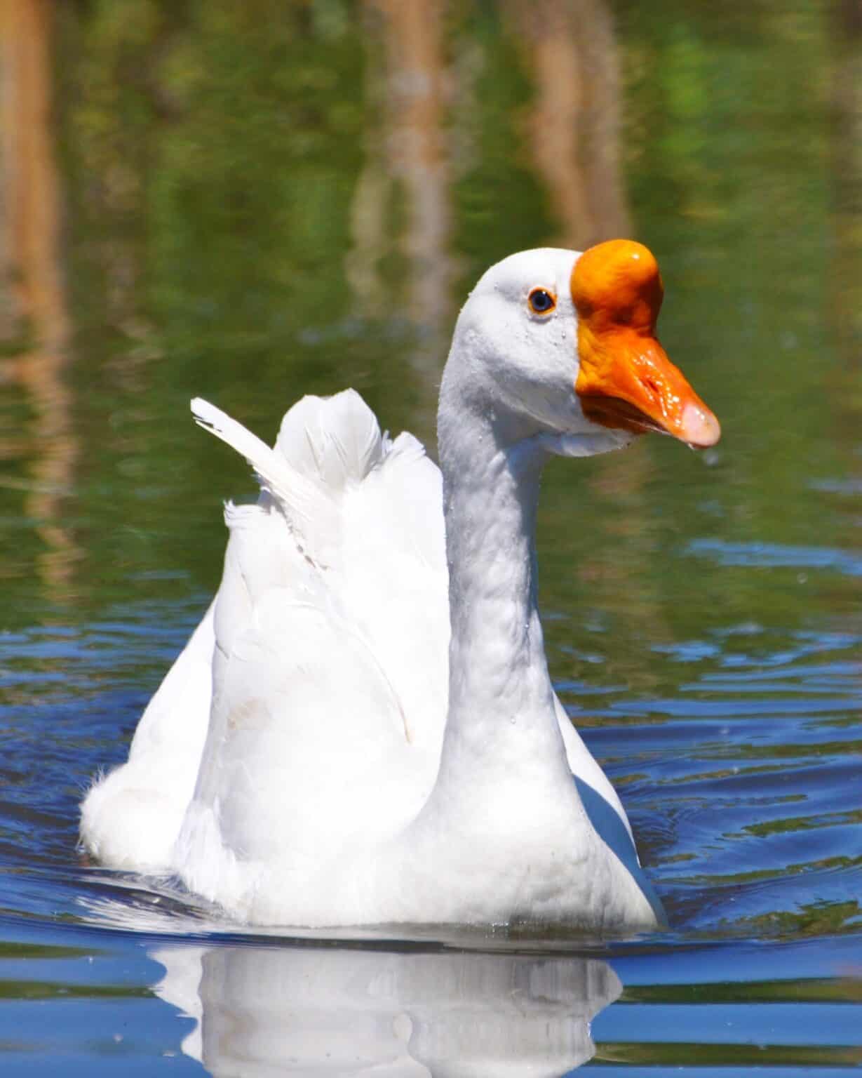 13 White Geese Breeds (With Pictures) - Bird Helpful