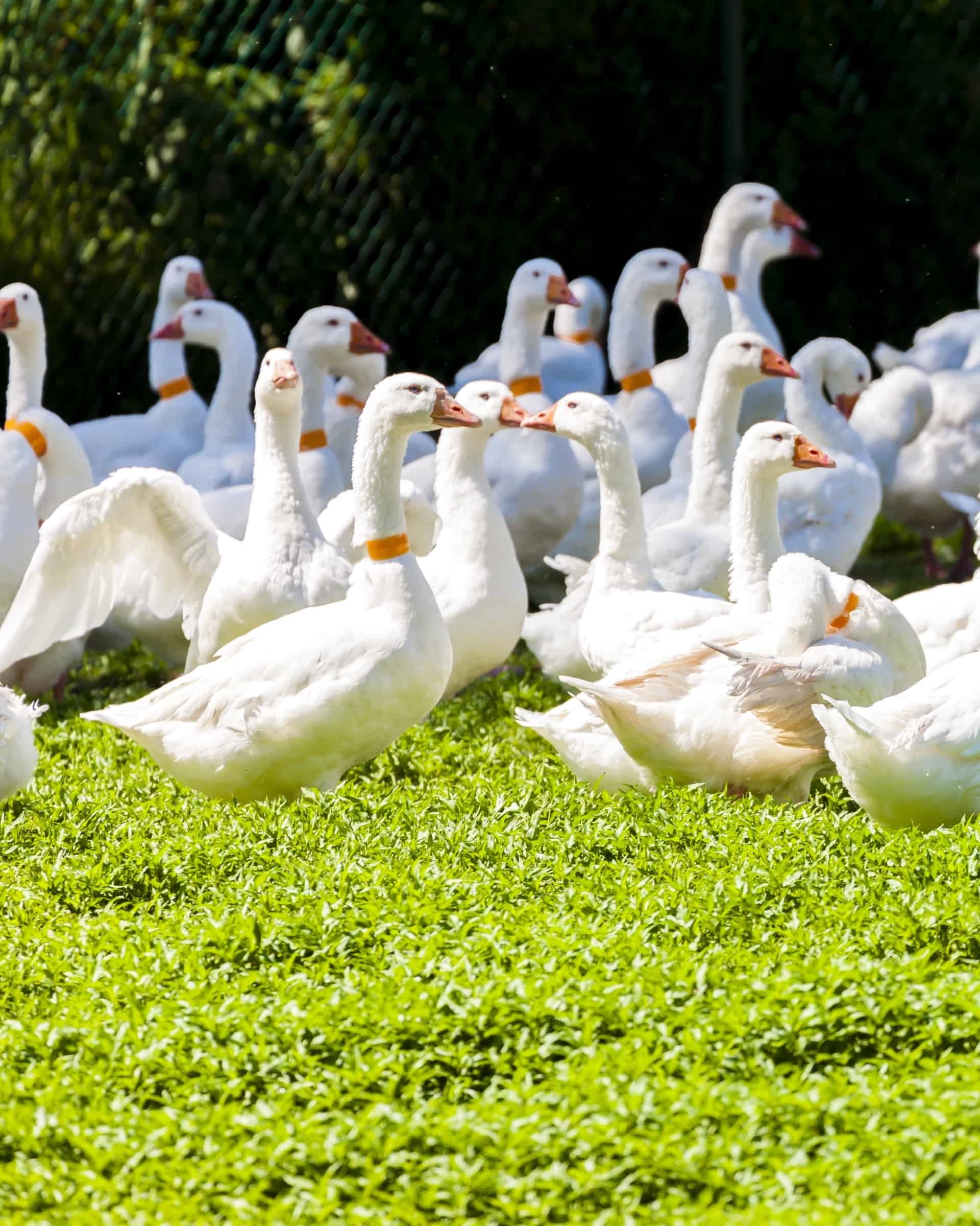 13 White Geese Breeds (With Pictures) - Bird Helpful