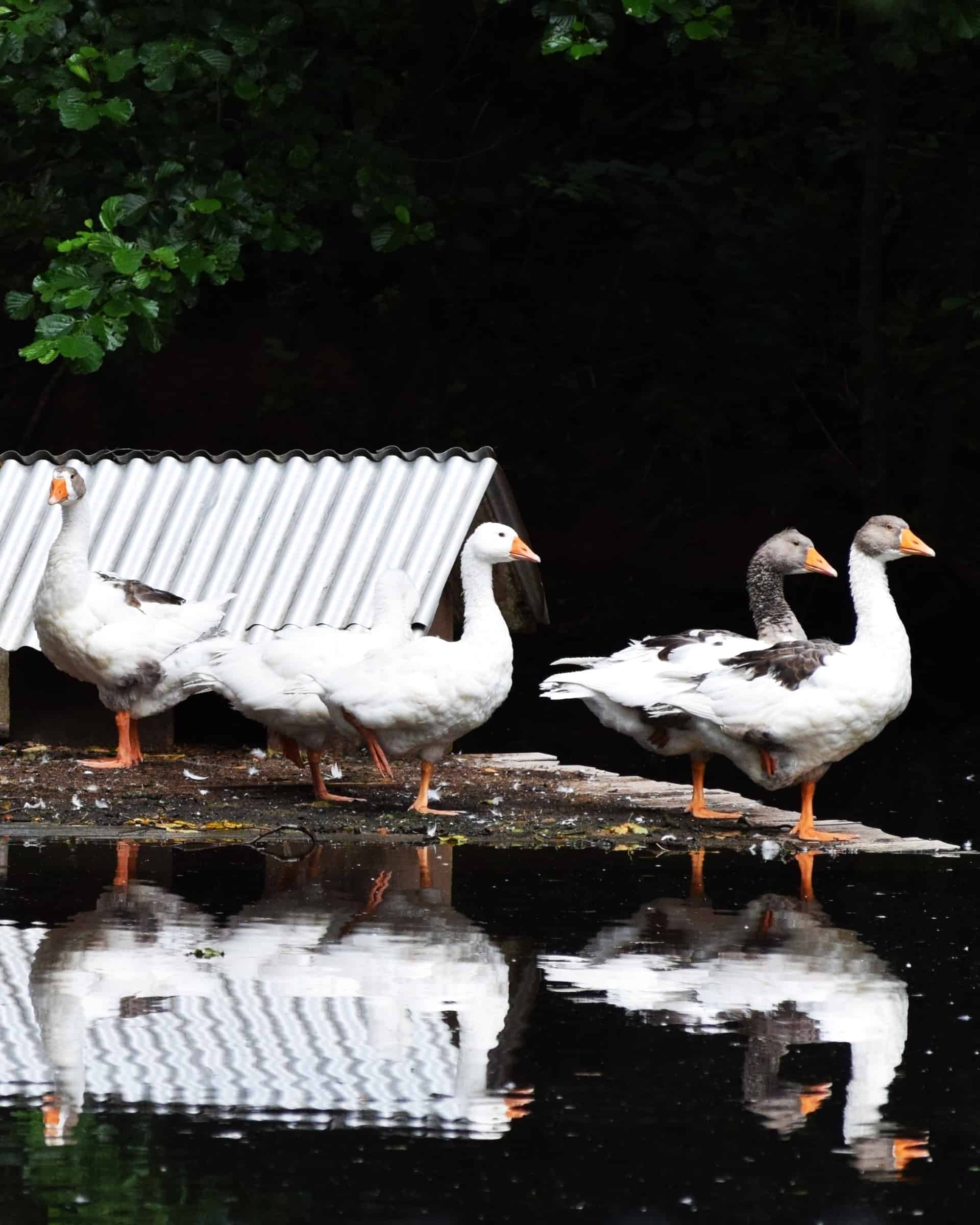 13 White Geese Breeds (With Pictures) - Bird Helpful