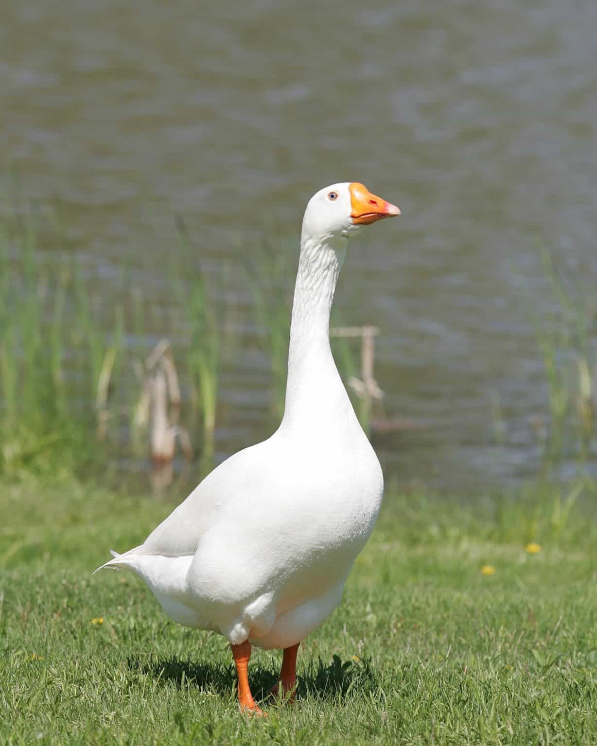 13 White Geese Breeds (With Pictures) - Bird Helpful