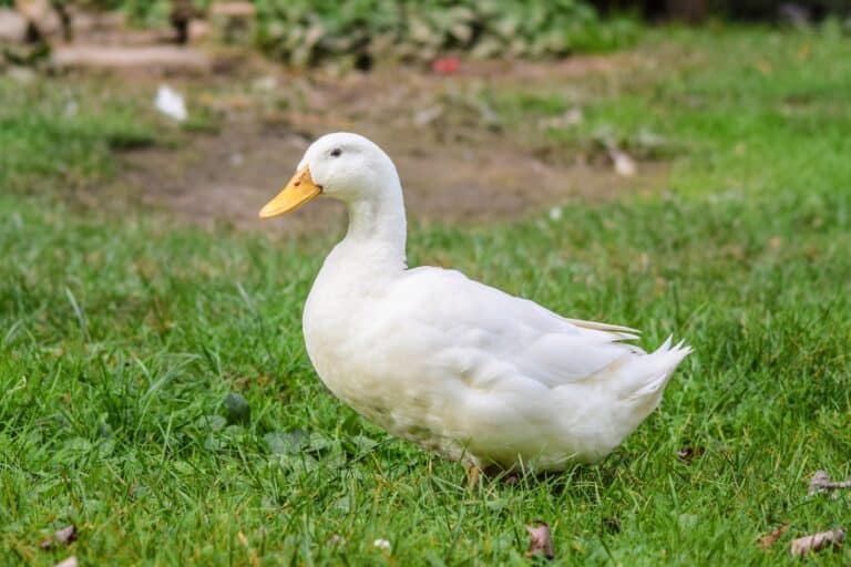 Pekin Duck: Breed Information, Pictures & Facts - Bird Helpful