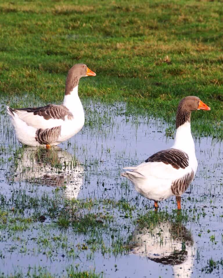 13 White Geese Breeds (With Pictures) - Bird Helpful