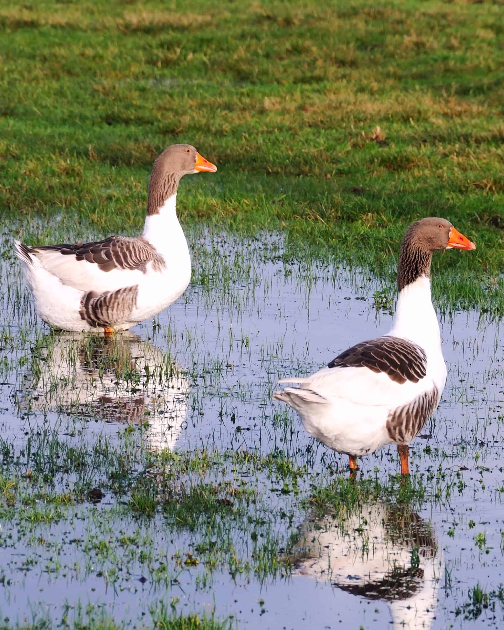 13 White Geese Breeds (With Pictures) - Bird Helpful