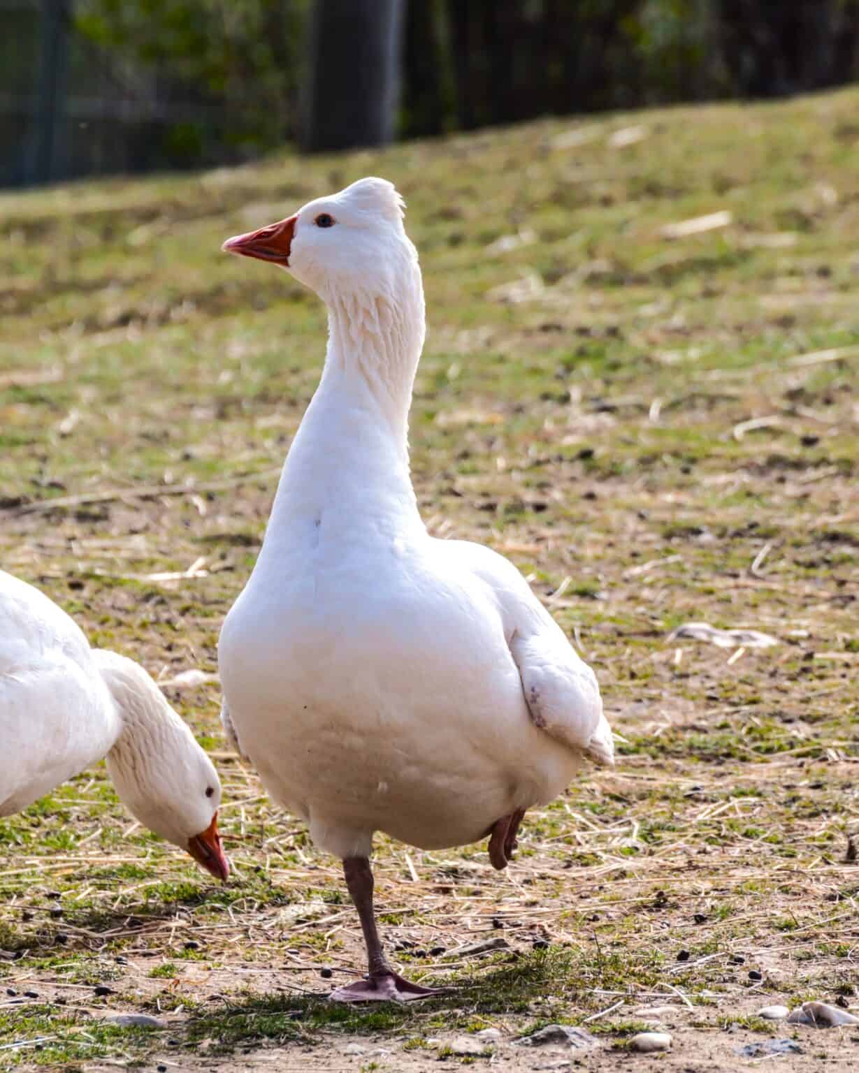 13 White Geese Breeds (With Pictures) - Bird Helpful