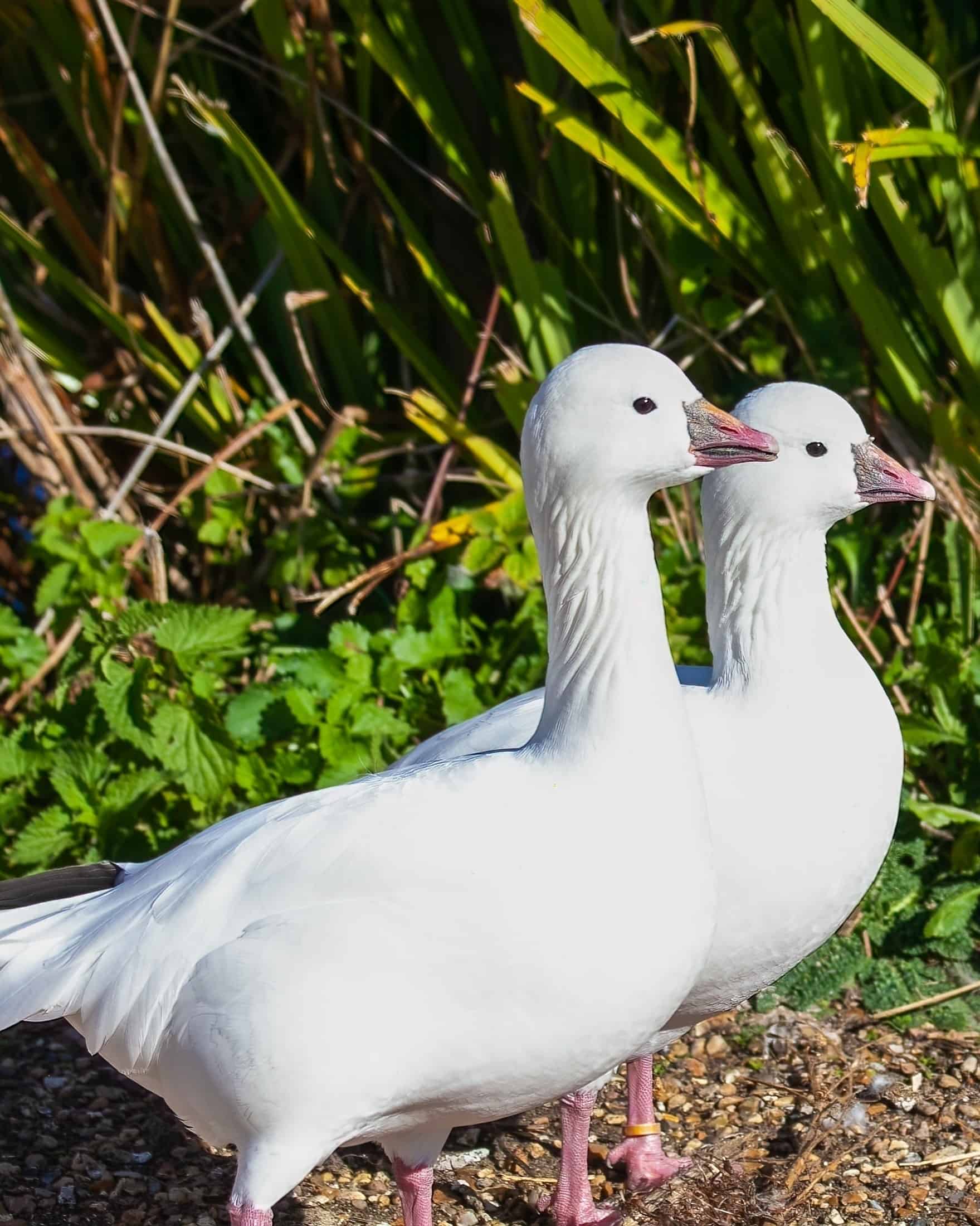 13 White Geese Breeds (With Pictures) - Bird Helpful