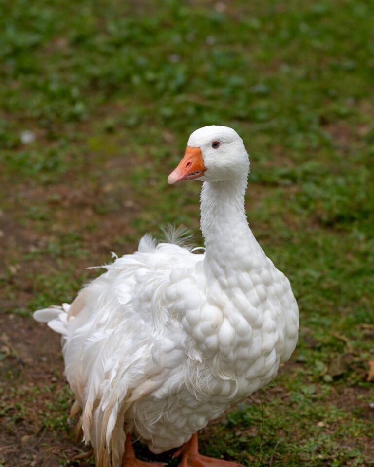 13 White Geese Breeds (With Pictures) - Bird Helpful