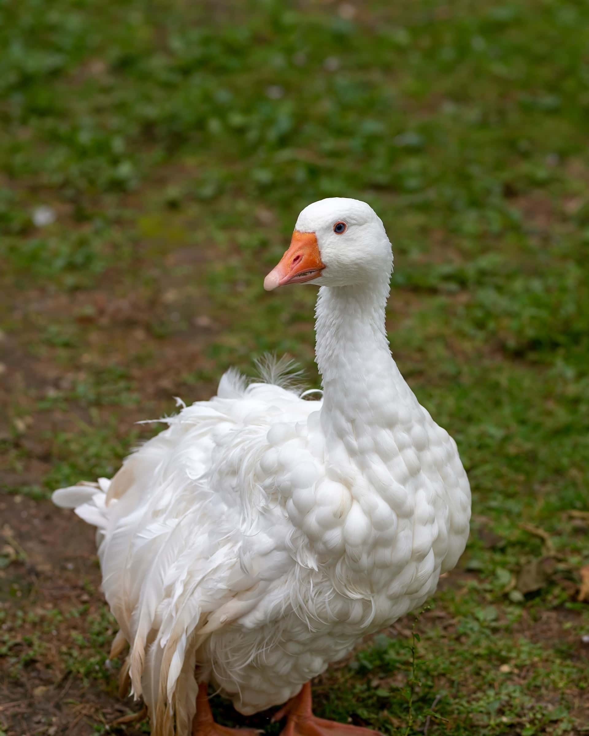 13 White Geese Breeds (With Pictures) - Bird Helpful