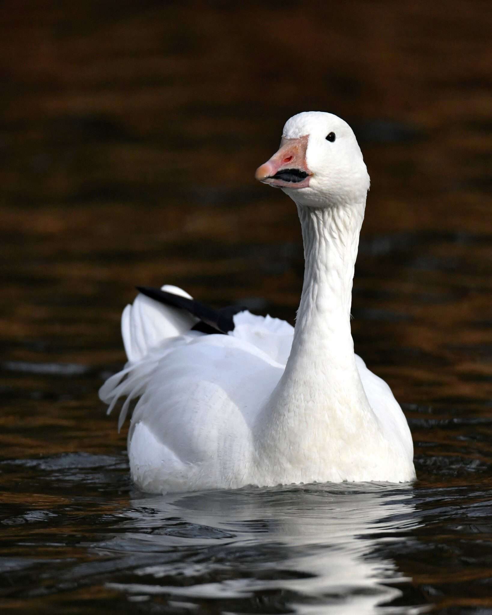 13 White Geese Breeds (With Pictures) - Bird Helpful