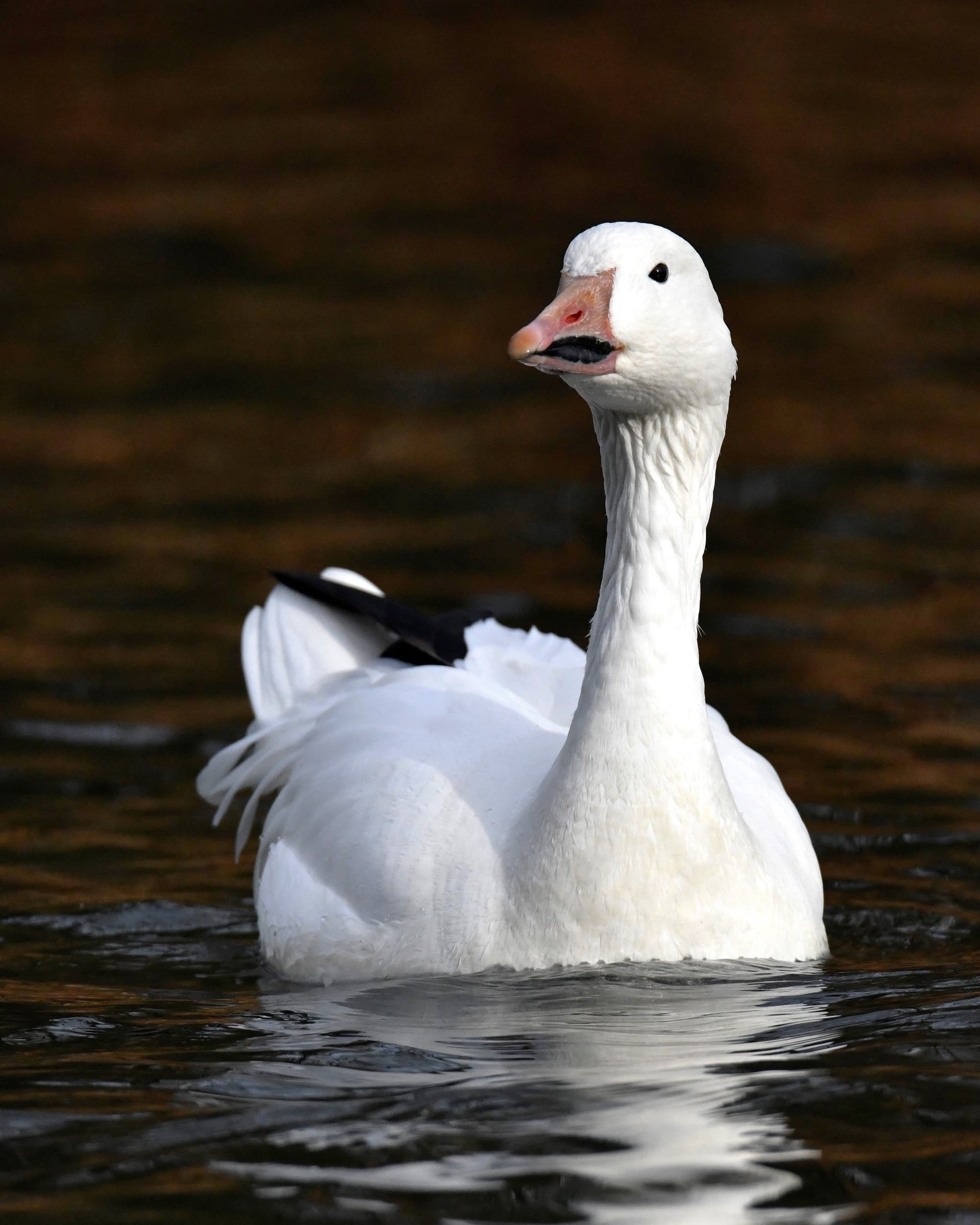 13 White Geese Breeds (With Pictures) - Bird Helpful