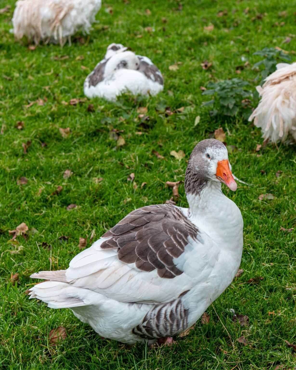 13 White Geese Breeds (With Pictures) - Bird Helpful