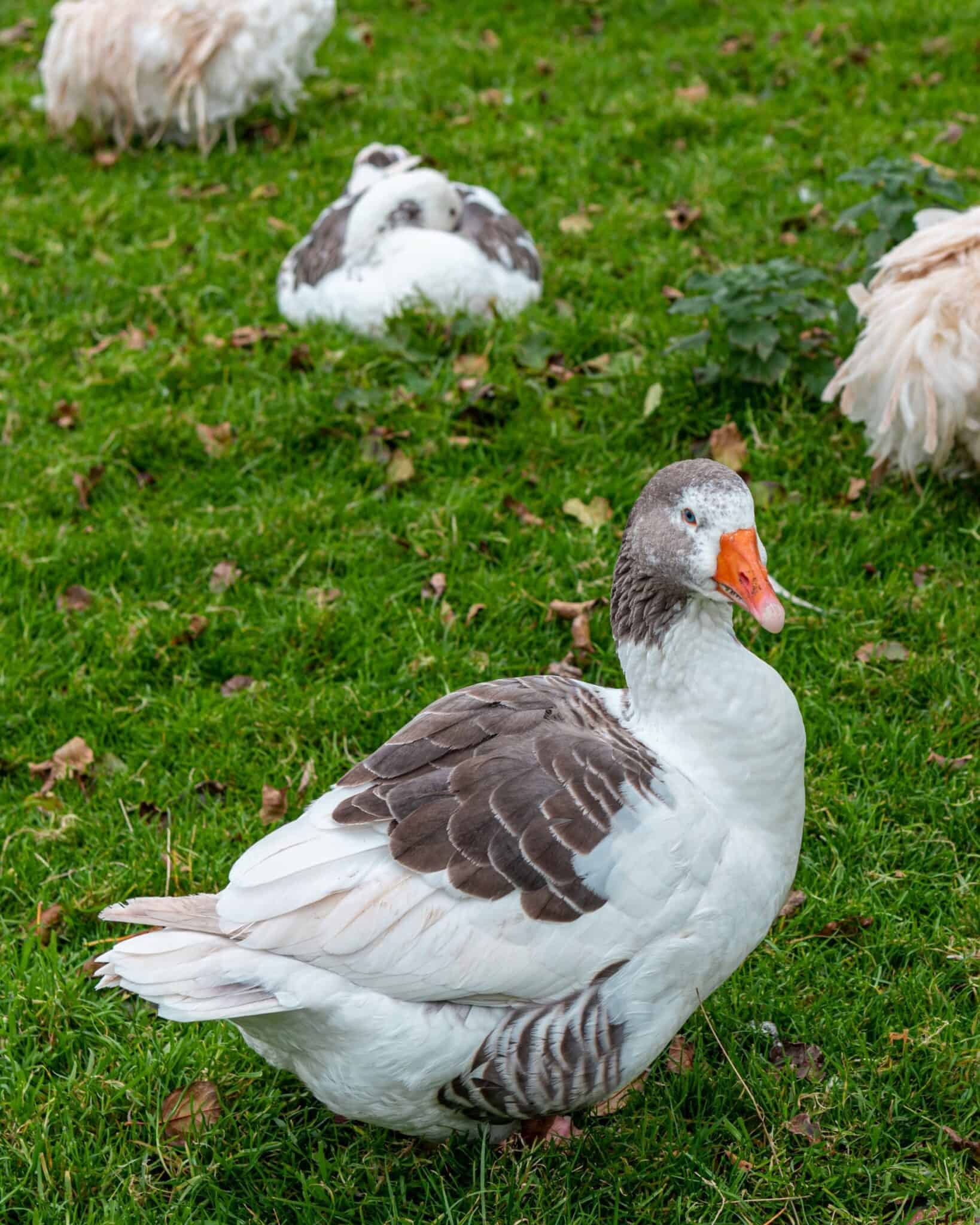 13 White Geese Breeds (With Pictures) - Bird Helpful