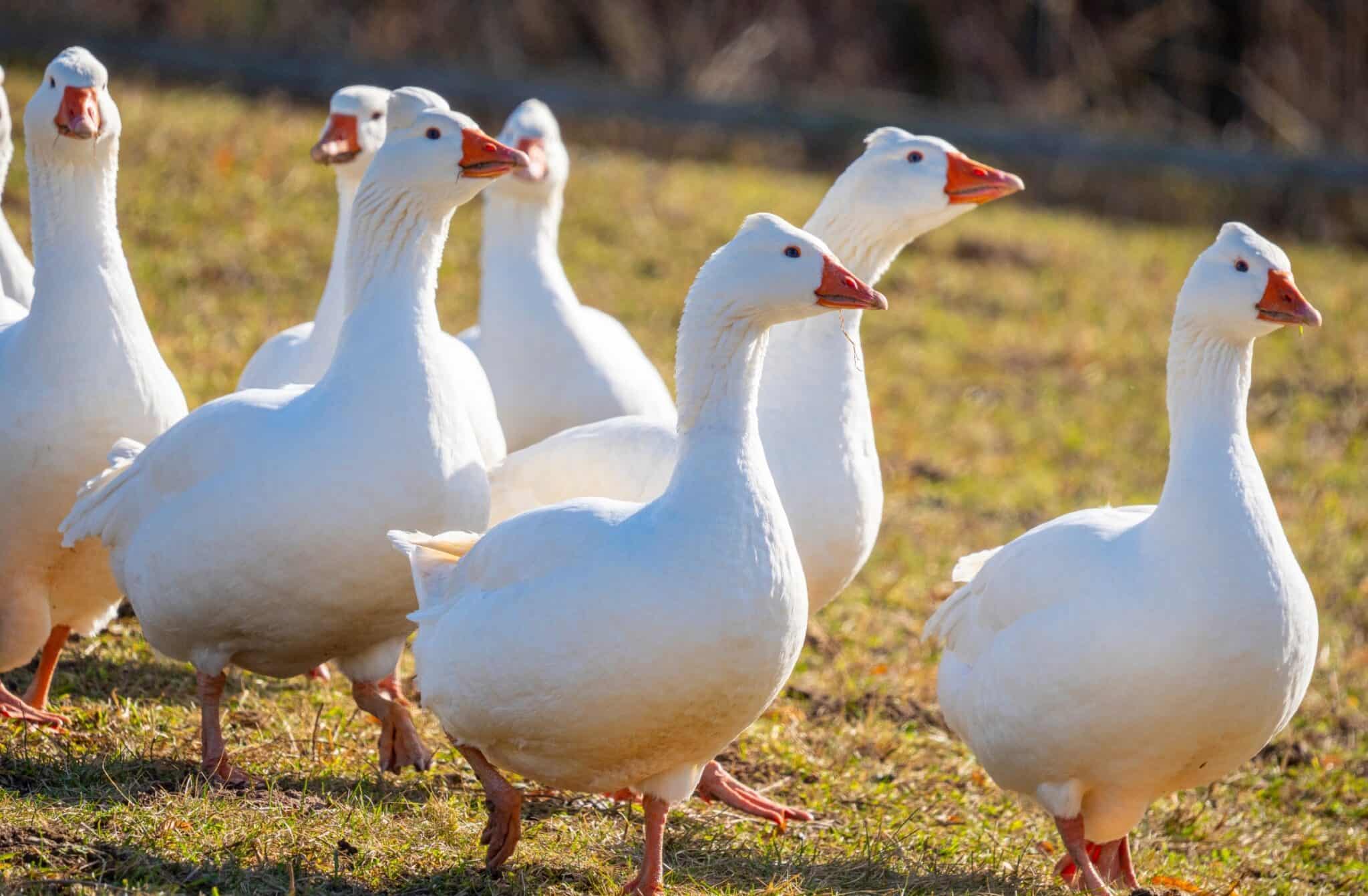 13 White Geese Breeds (With Pictures) - Bird Helpful