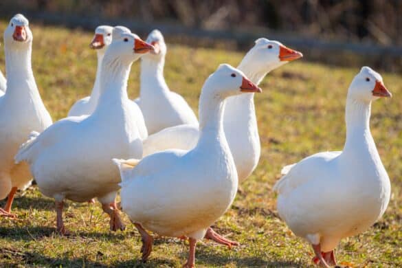 30 Different Types of Geese Breeds