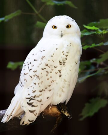 All Owl Colors Explained (+ List of 54 Colorful Owls)