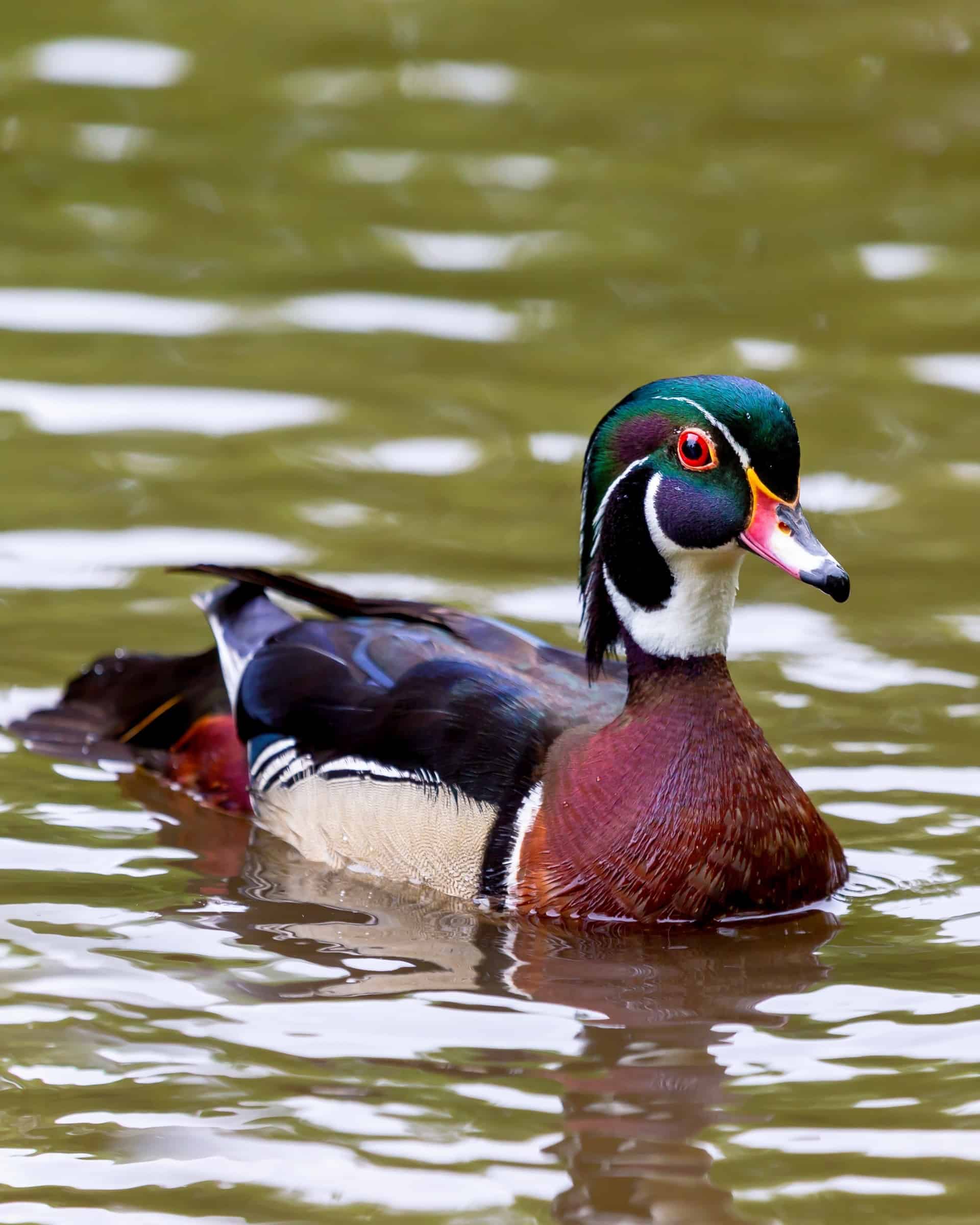 8 Ducks With Green Heads (With Pictures!)