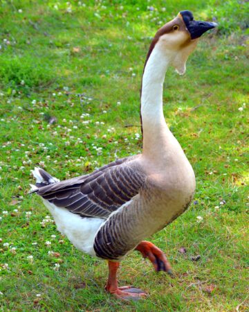 30 Different Types of Geese Breeds