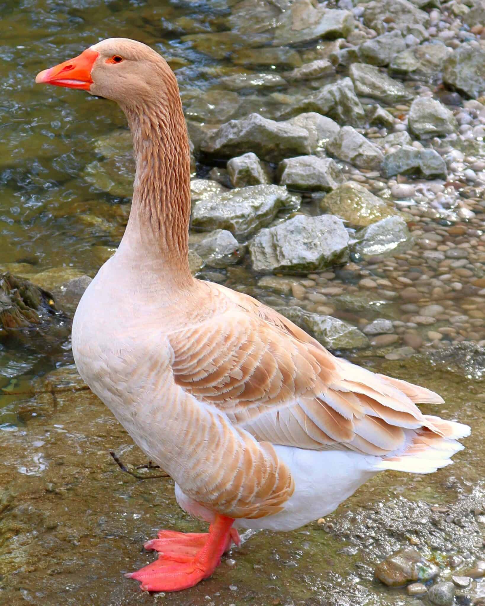 30 Different Types of Geese Breeds