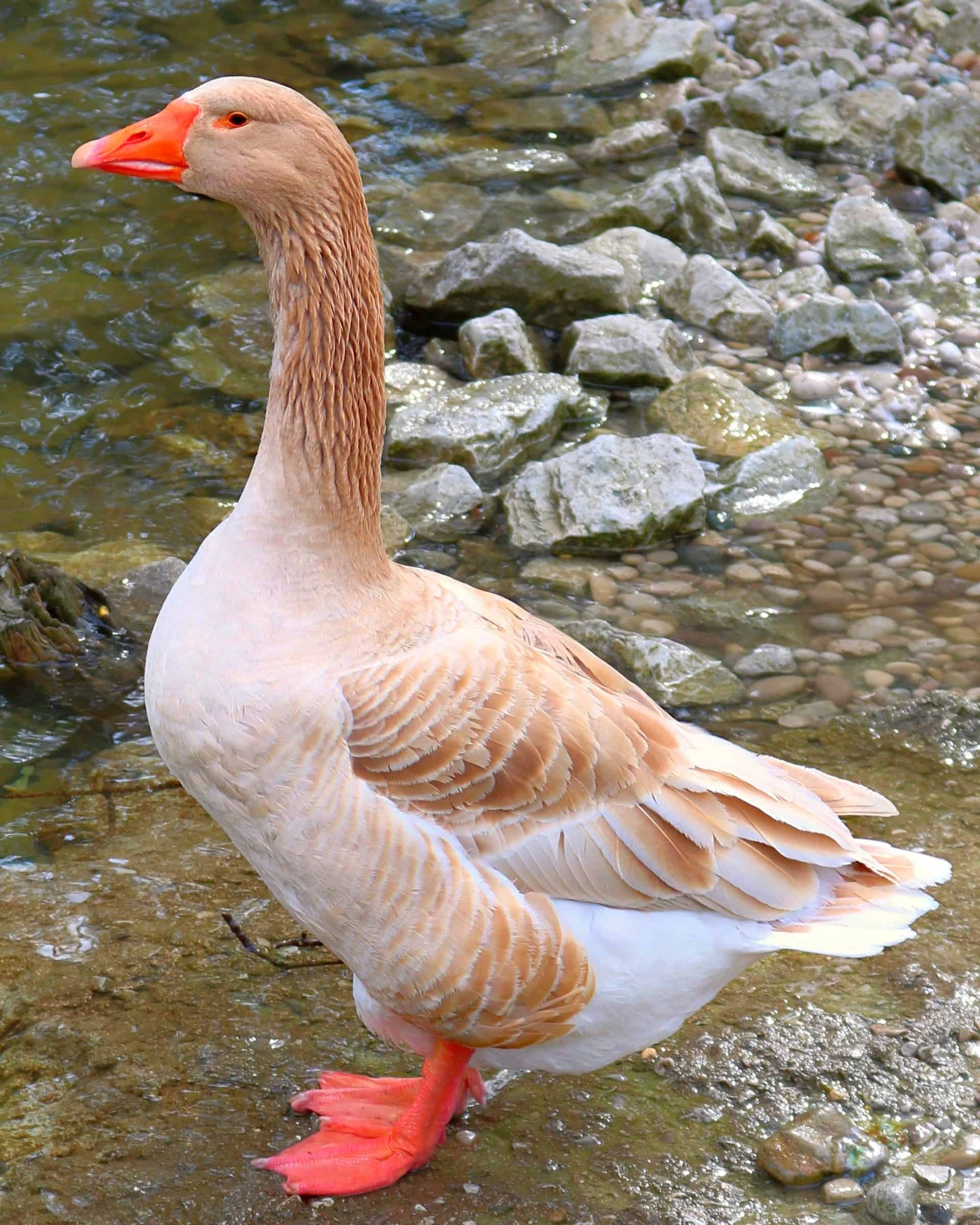 30 Different Types of Geese Breeds