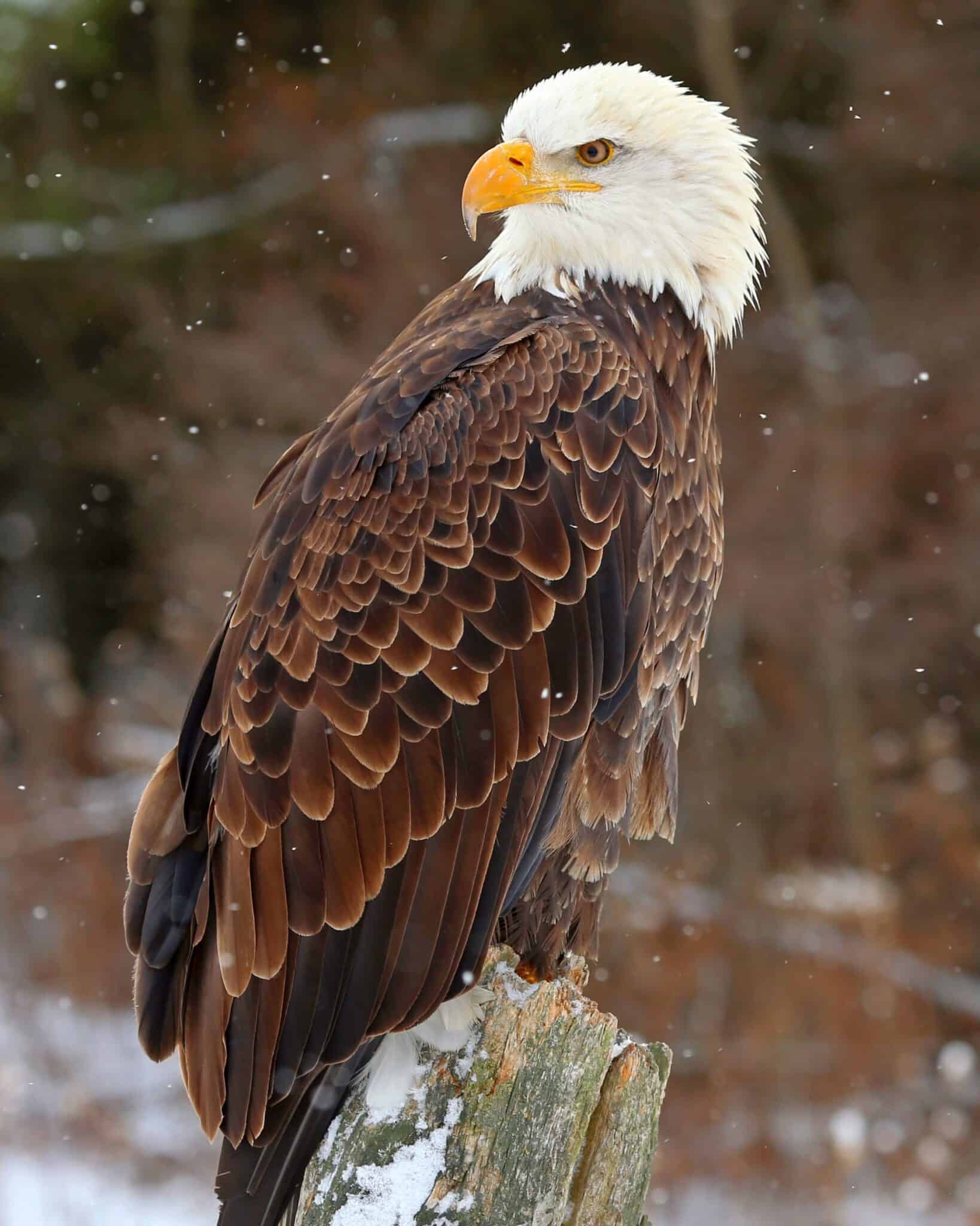 15 Birds That Eat Dead Animals (Carrion & Scavenger Birds)