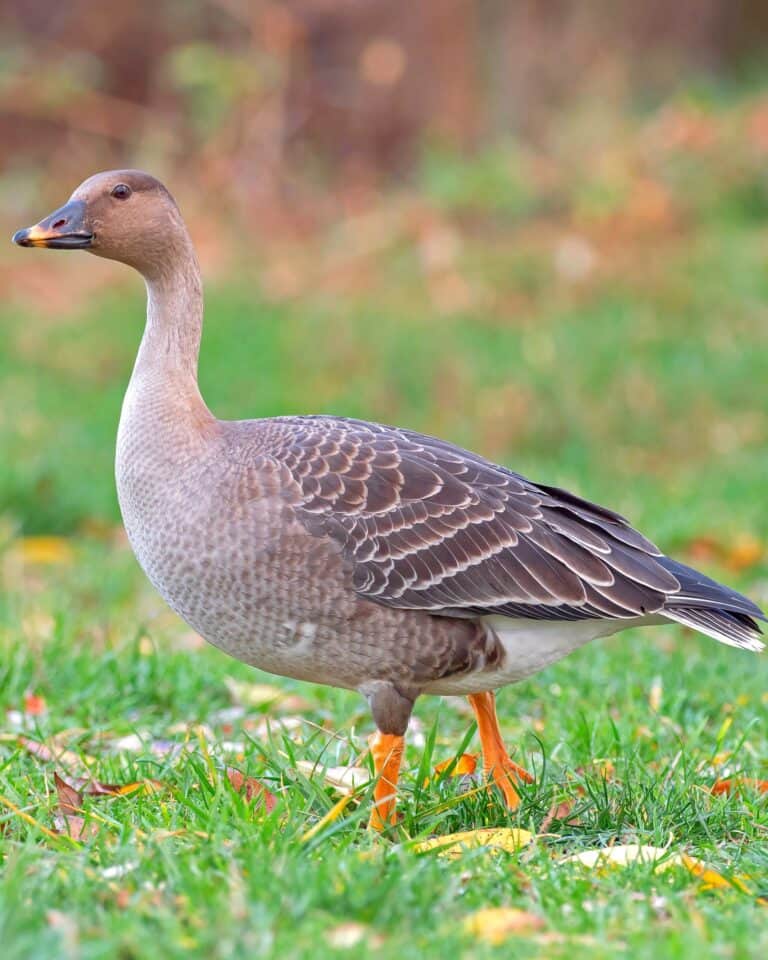 30 Different Types of Geese Breeds
