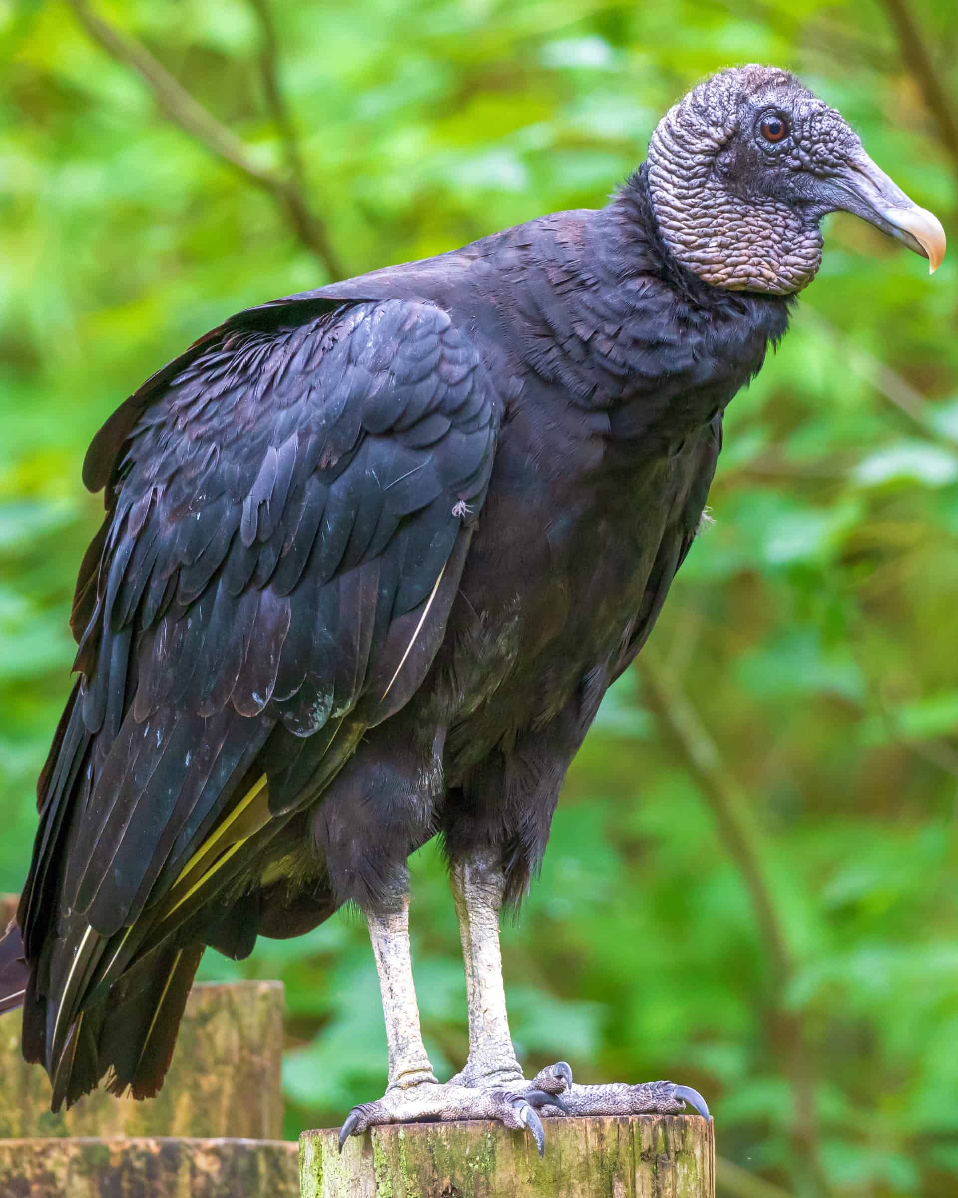 15 Birds That Eat Dead Animals (Carrion & Scavenger Birds)