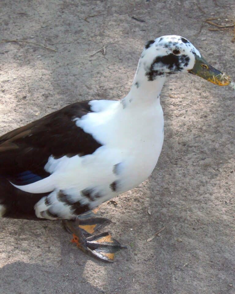 21 Unique Black and White Duck Breeds
