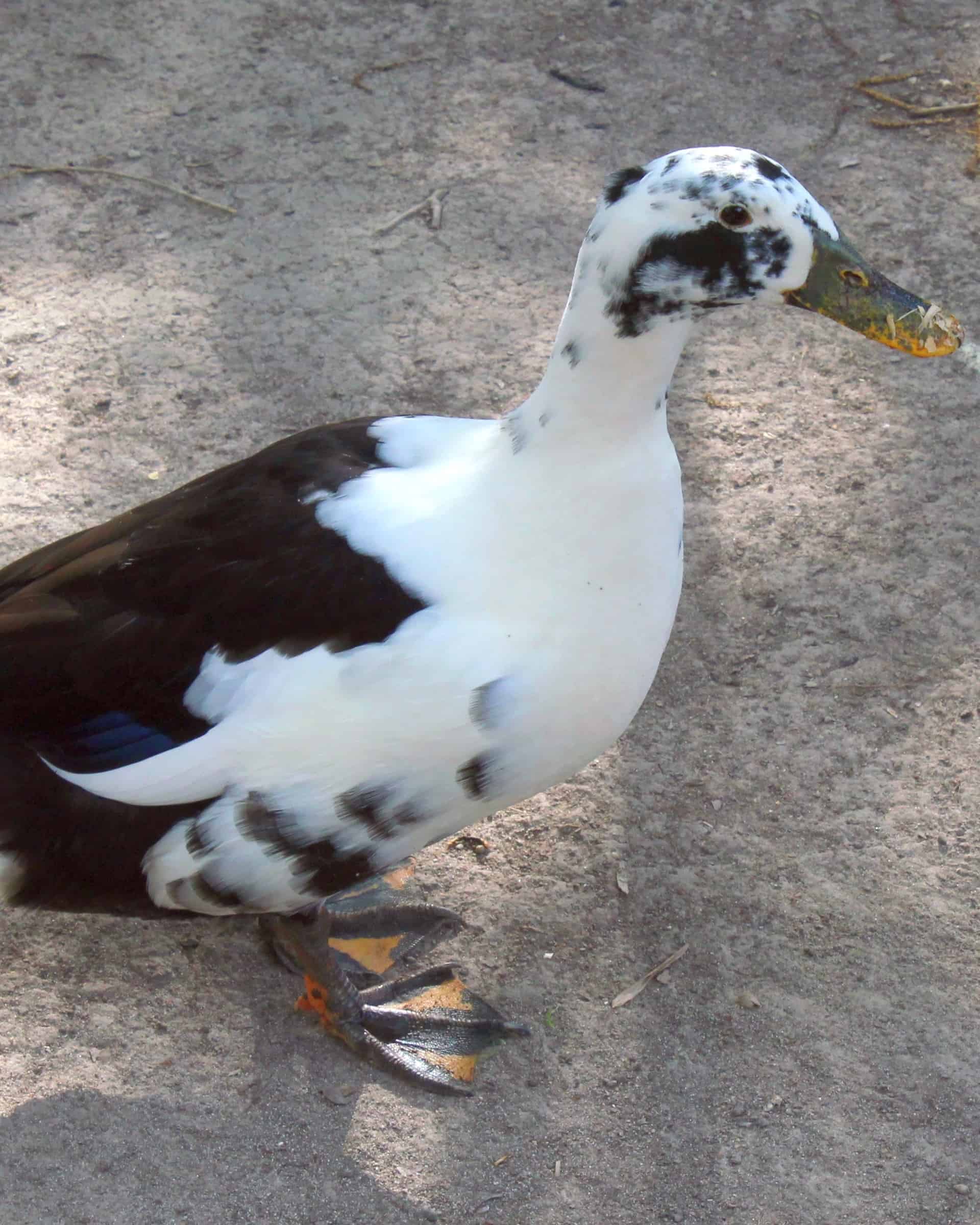 21 Unique Black and White Duck Breeds