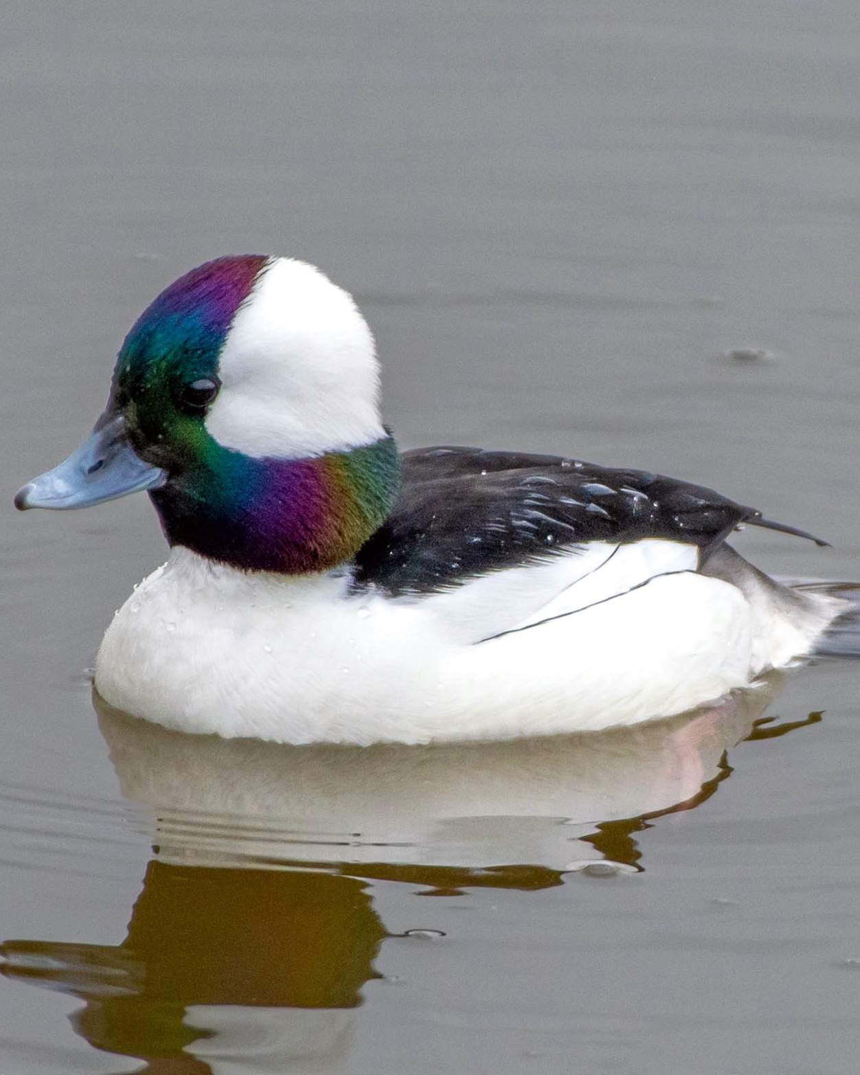 21 Unique Black and White Duck Breeds