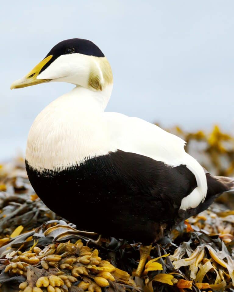 21 Unique Black and White Duck Breeds