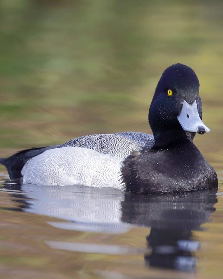 21 Unique Black and White Duck Breeds