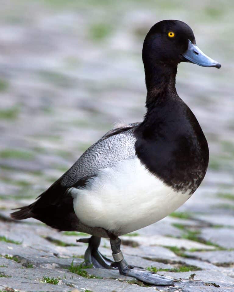 21 Unique Black and White Duck Breeds