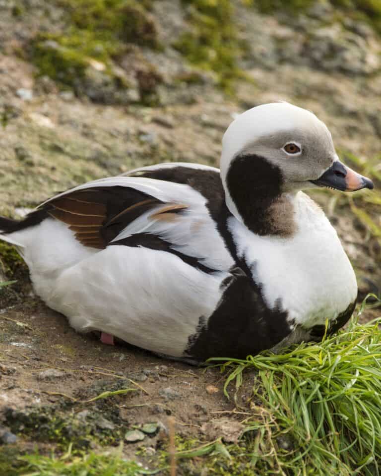 21 Unique Black and White Duck Breeds