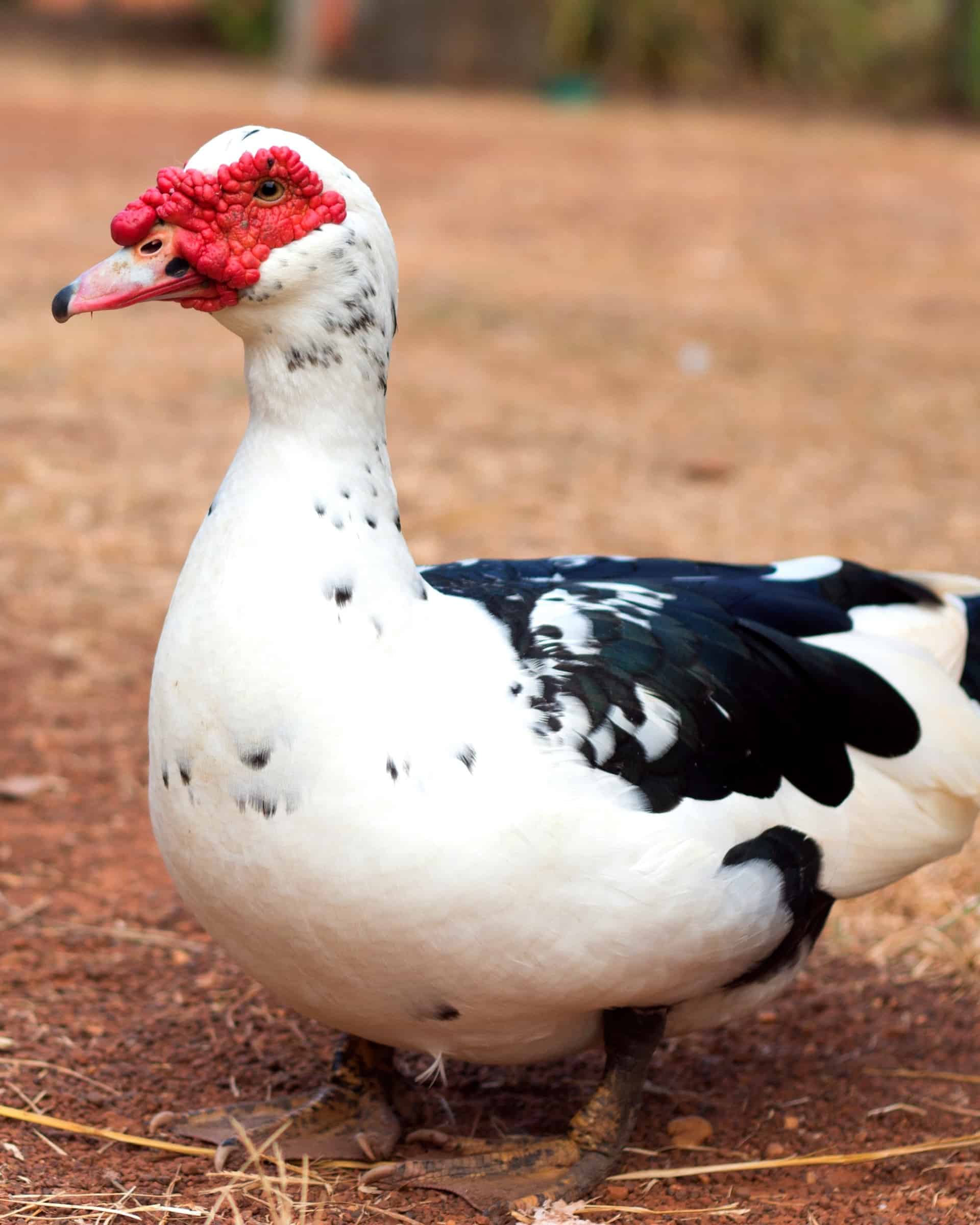 21 Unique Black and White Duck Breeds
