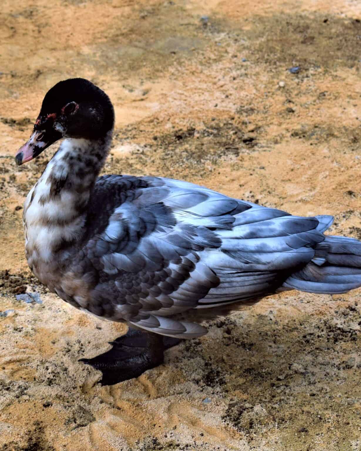 21 Unique Black and White Duck Breeds