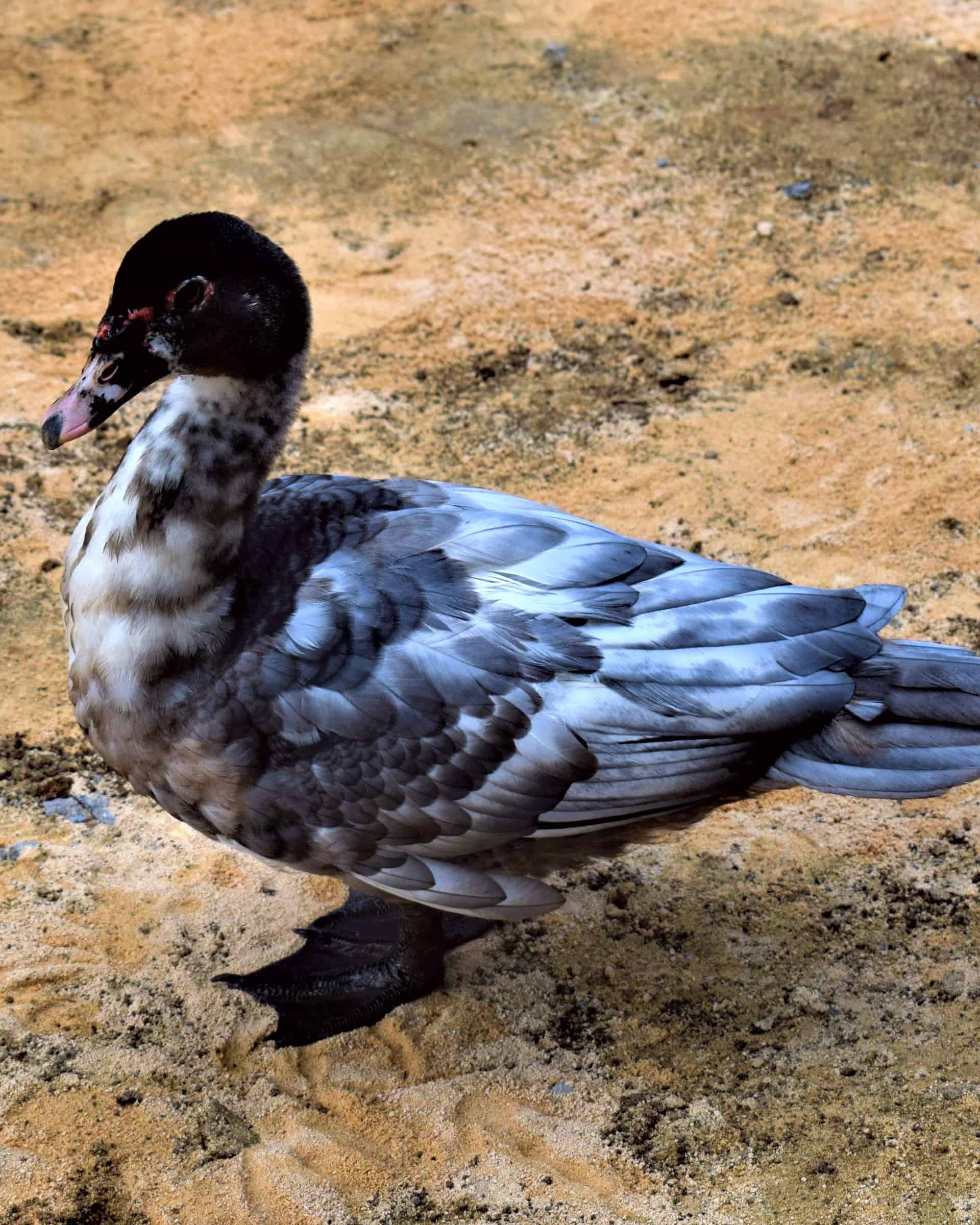 21 Unique Black and White Duck Breeds