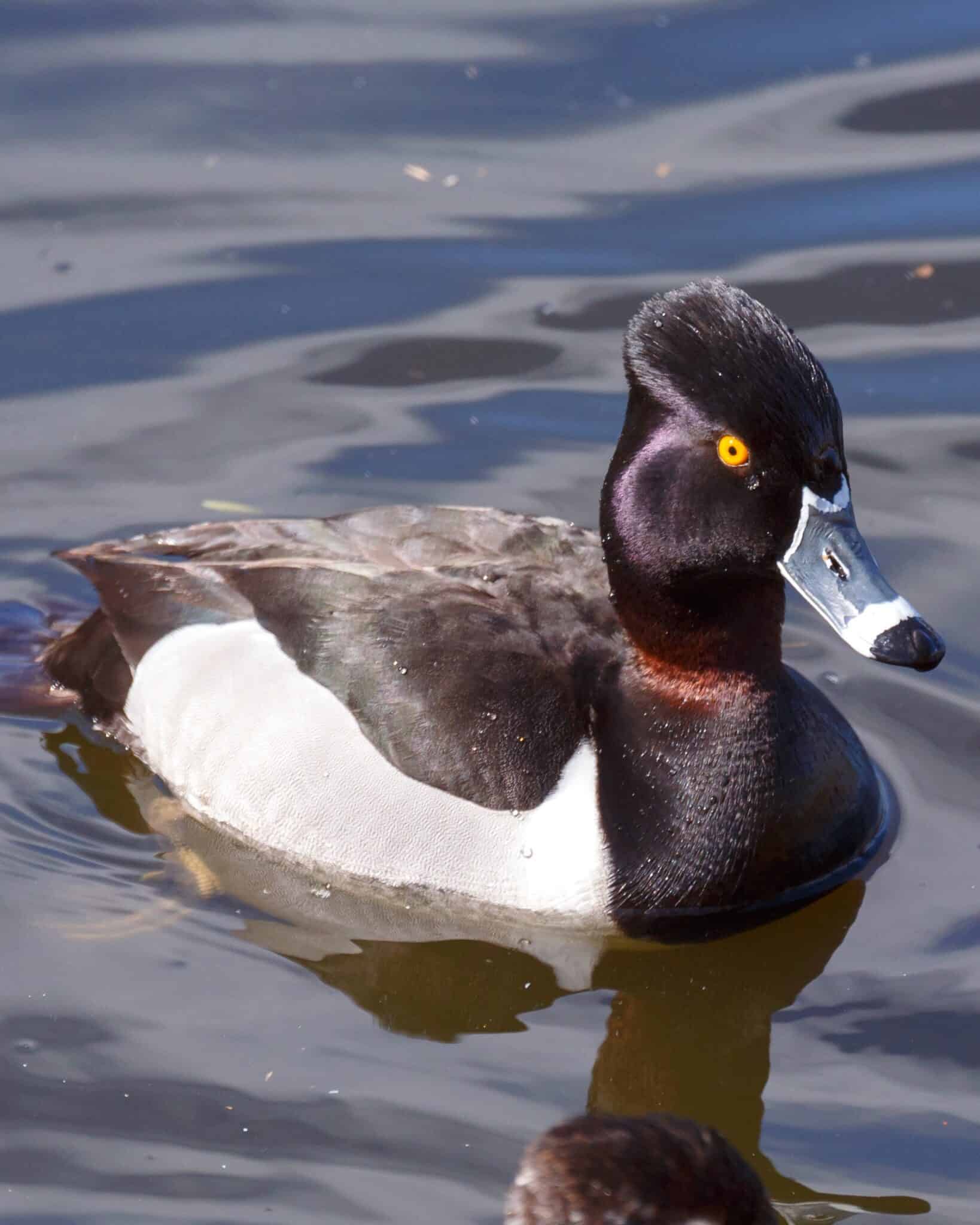 21 Unique Black and White Duck Breeds