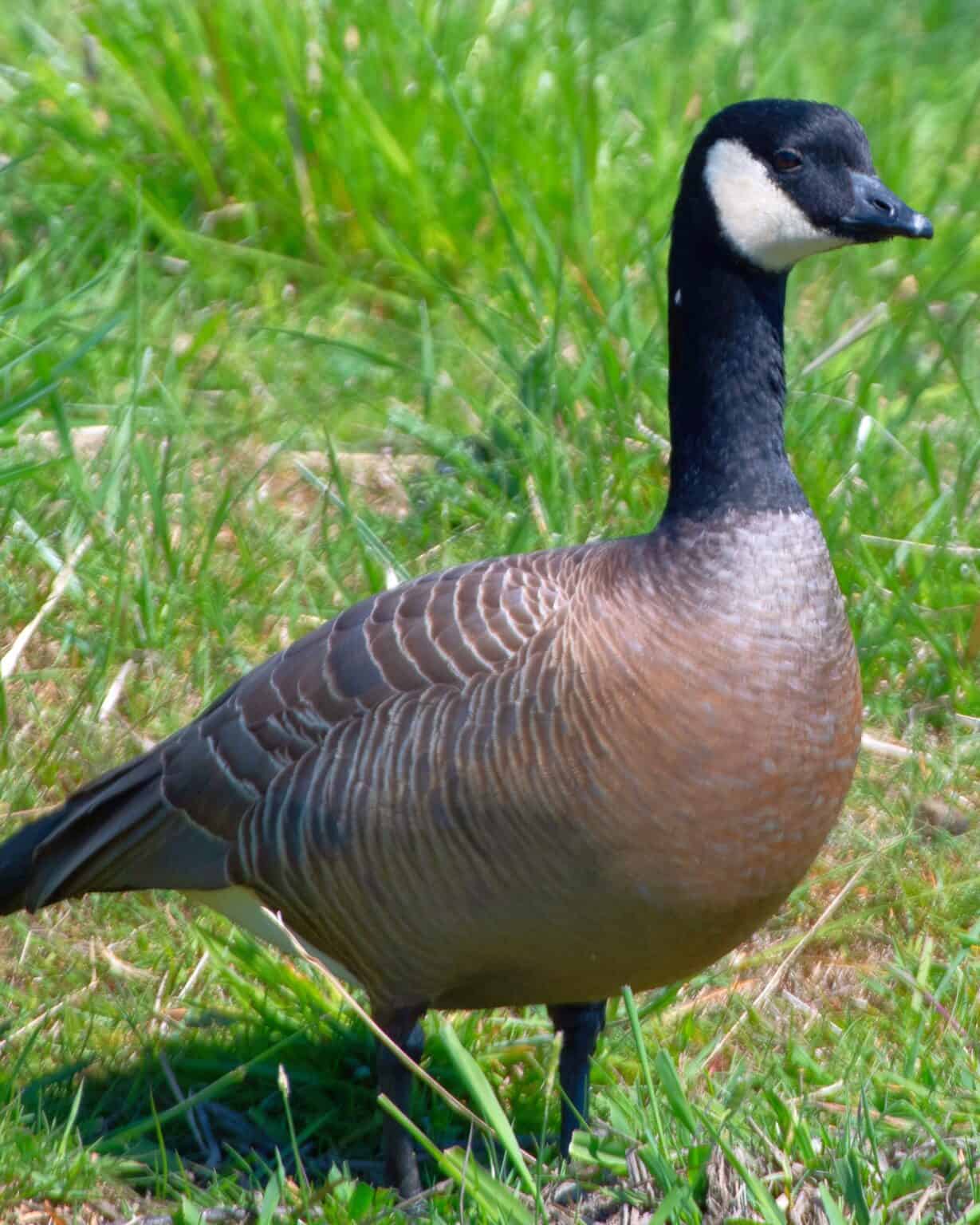 30 Different Types of Geese Breeds