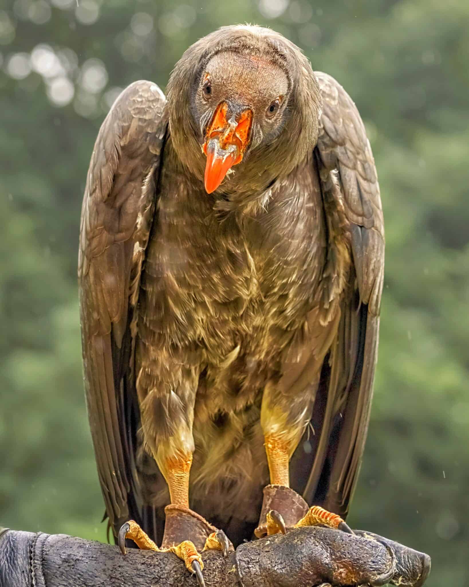 15 Birds That Eat Dead Animals (Carrion & Scavenger Birds)